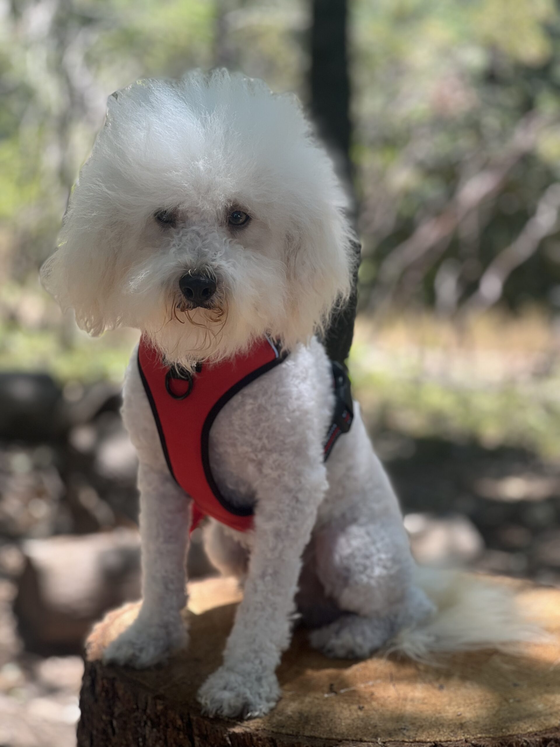 Dogs For Adoption – 1 Love Dog Rescue