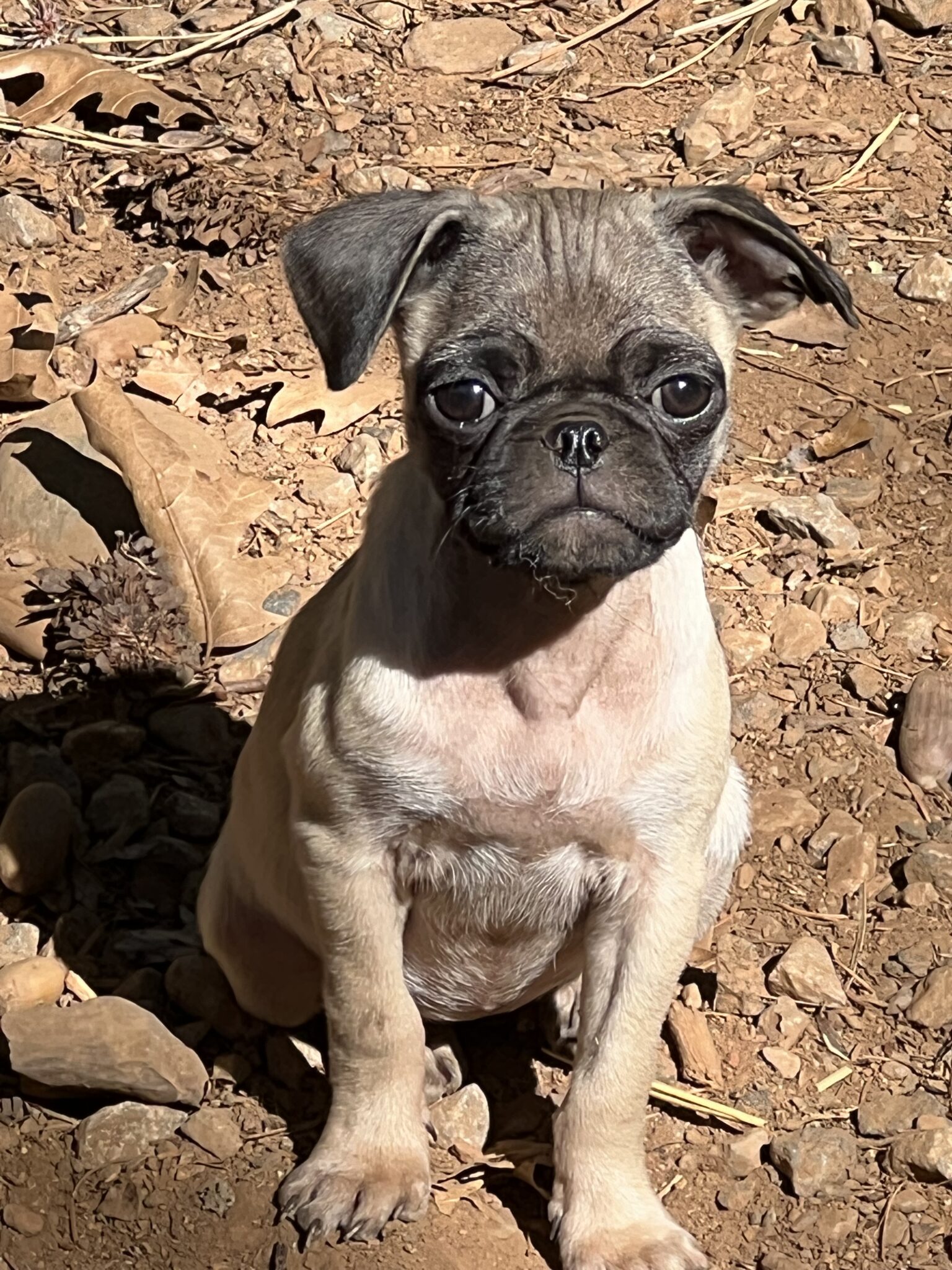 Dogs For Adoption – 1 Love Dog Rescue