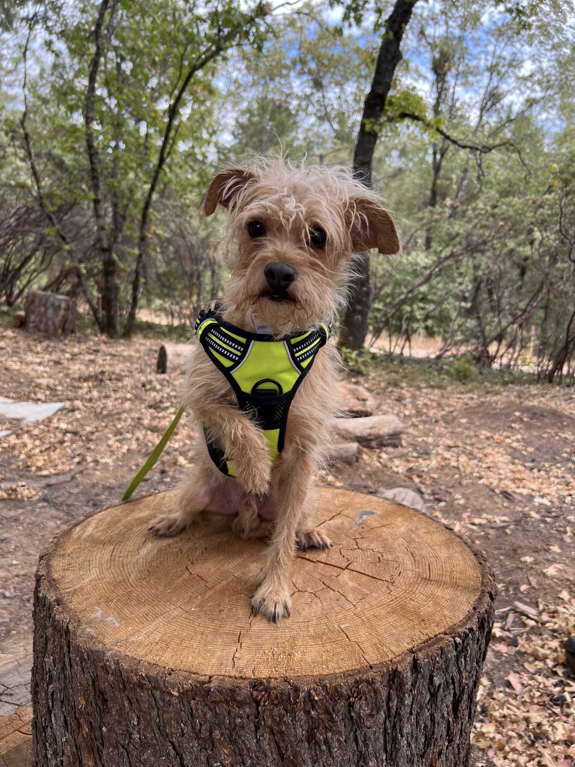 Dogs For Adoption – 1 Love Dog Rescue