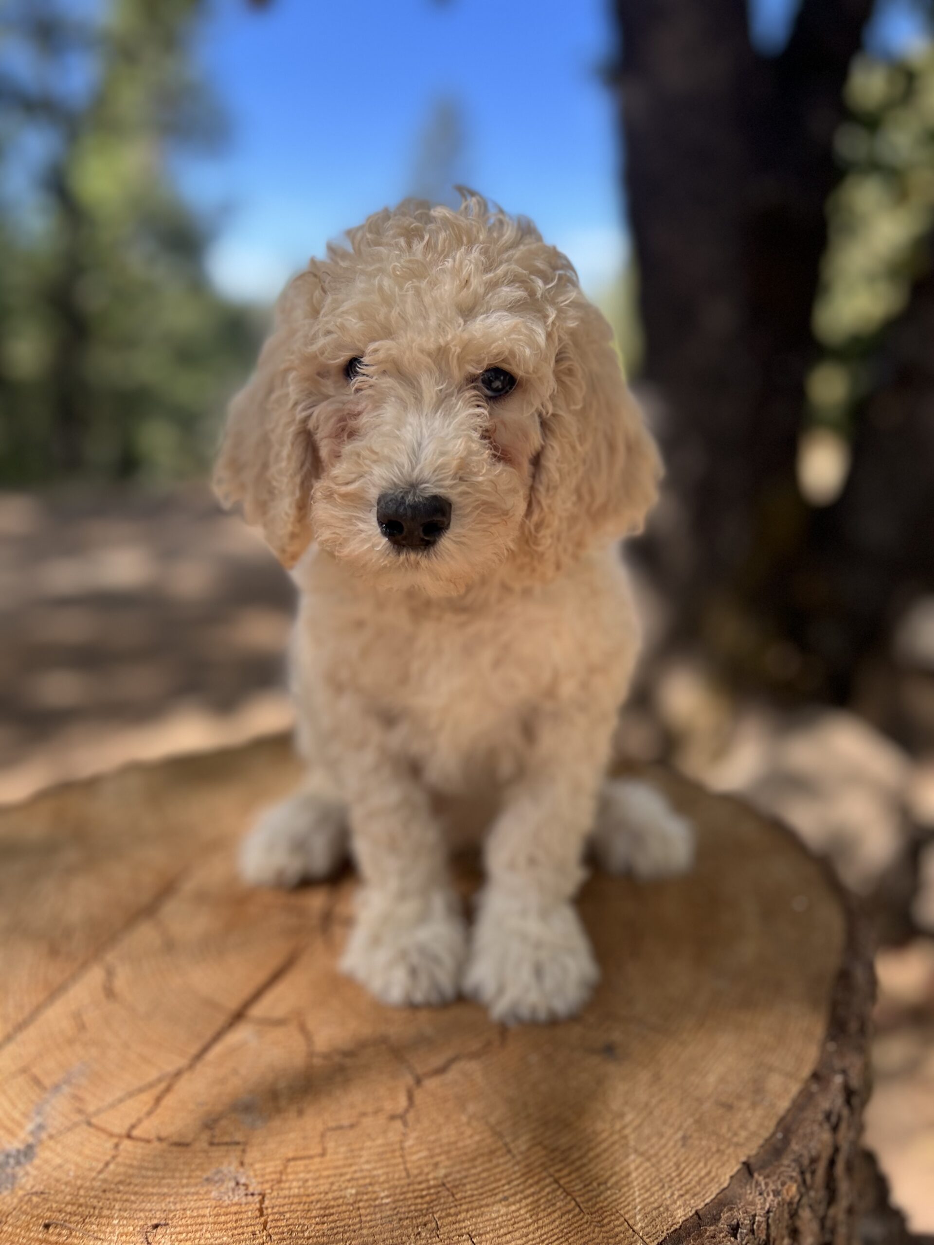 Dogs For Adoption – 1 Love Dog Rescue