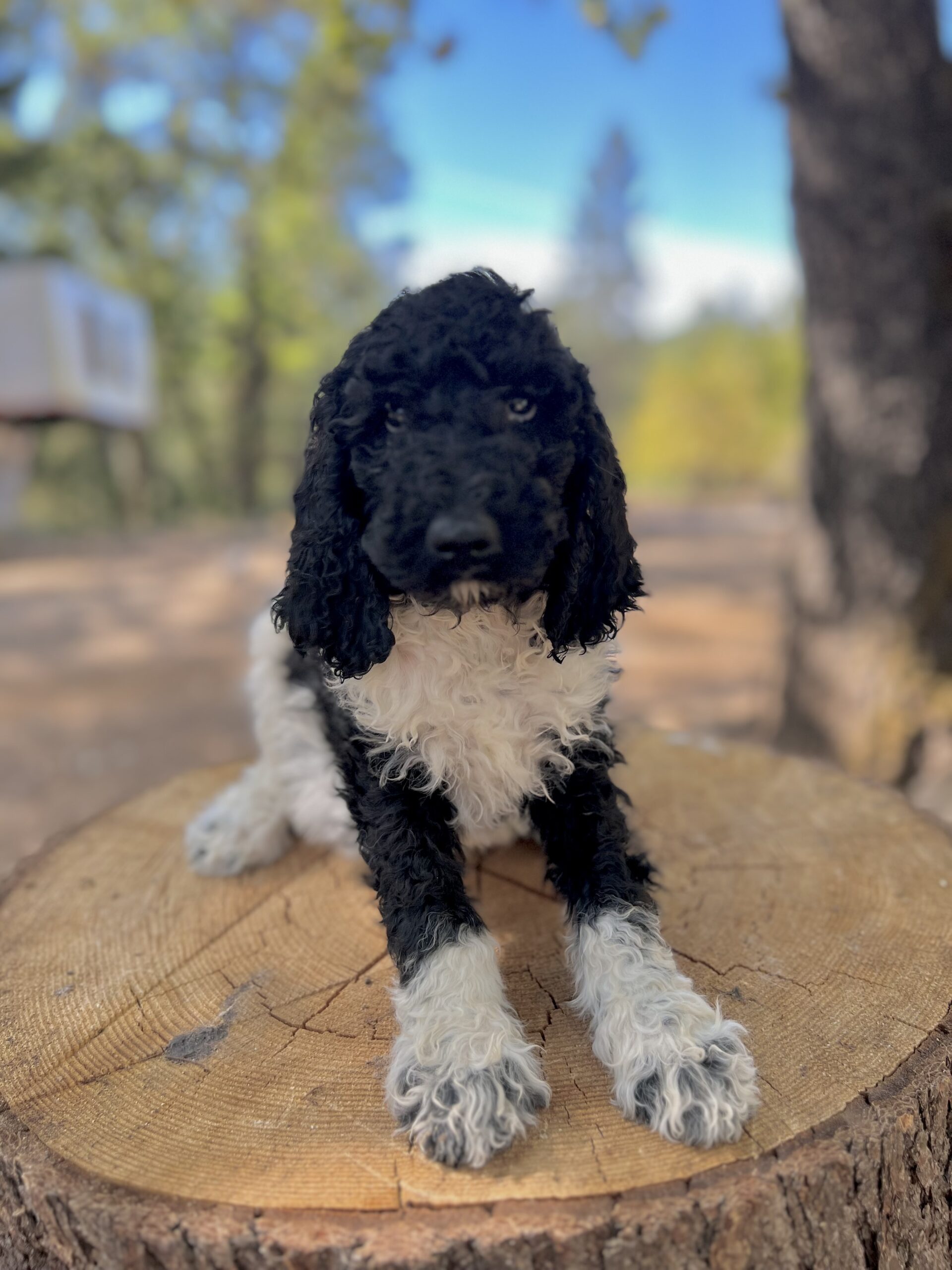 Dogs For Adoption – 1 Love Dog Rescue