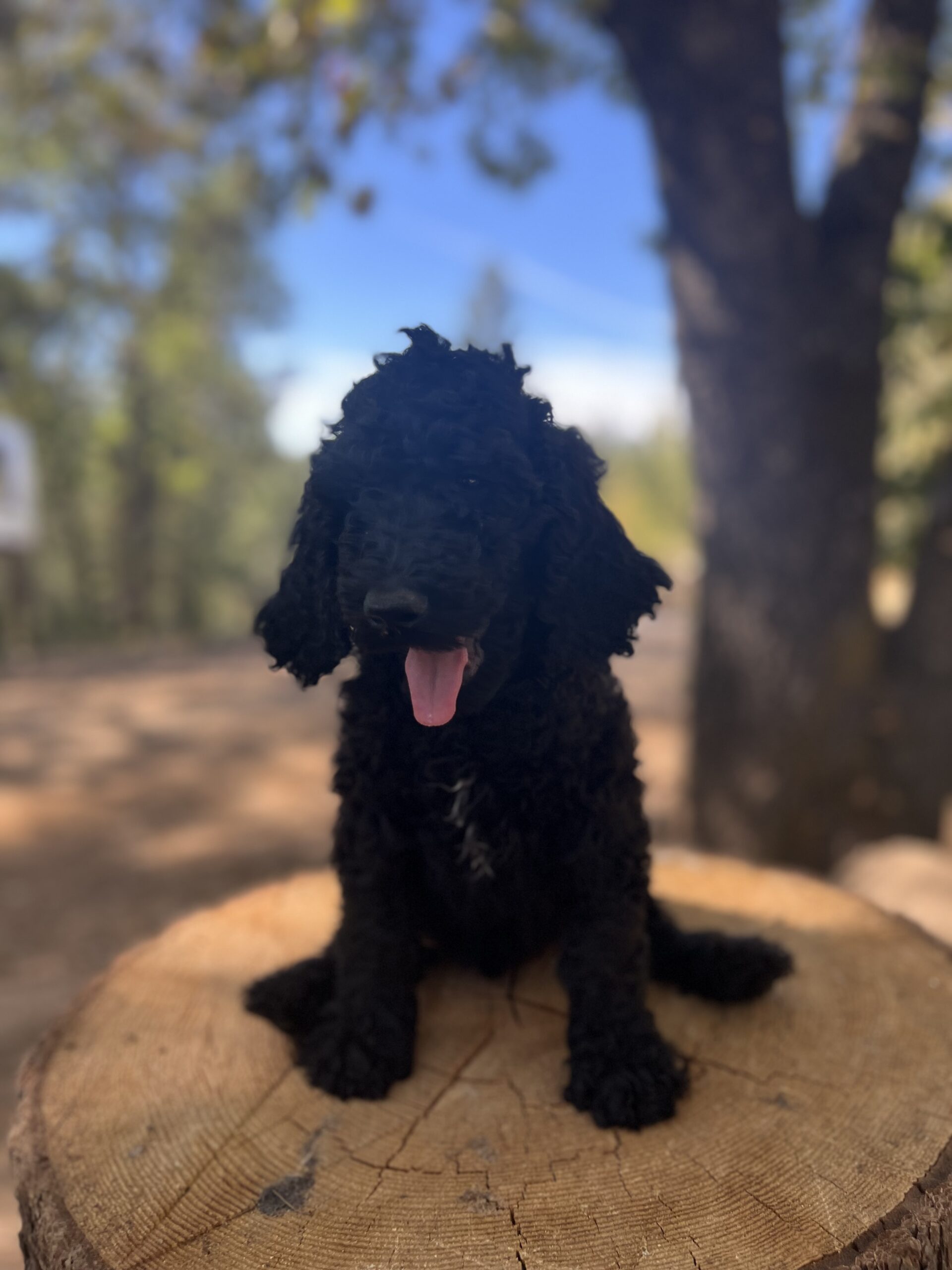 Dogs For Adoption – 1 Love Dog Rescue