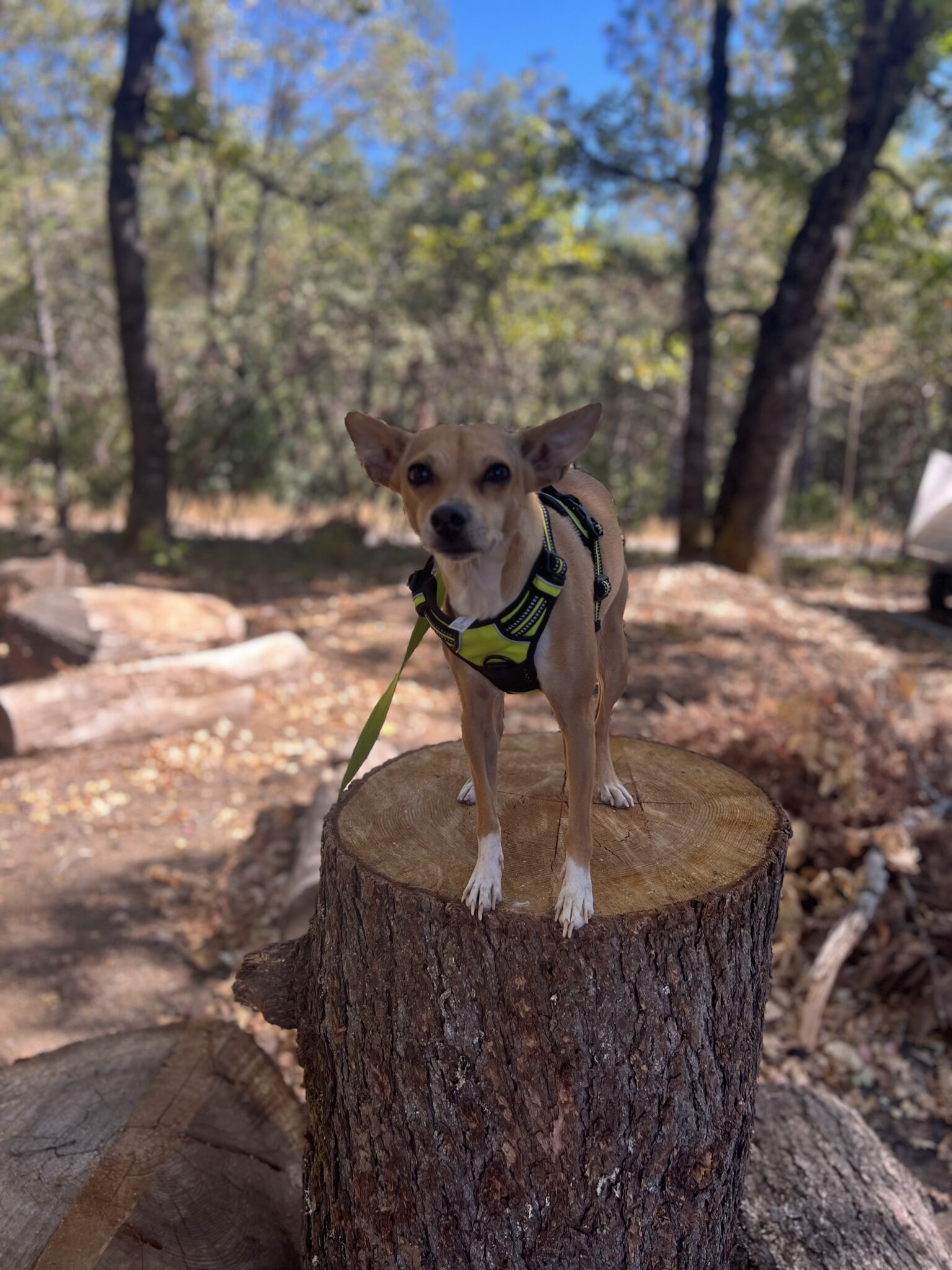 Dogs For Adoption – 1 Love Dog Rescue