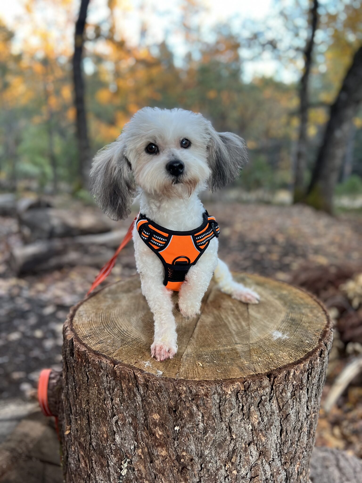 Dogs For Adoption – 1 Love Dog Rescue