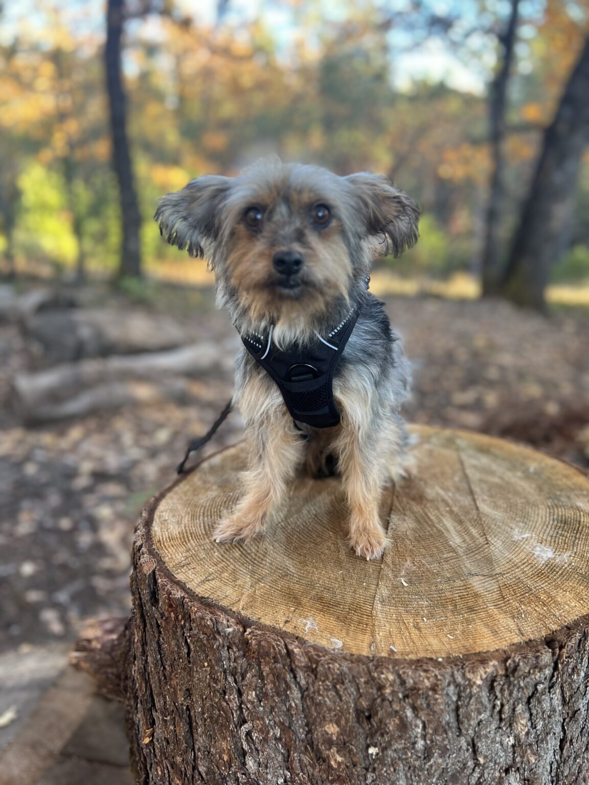 Dogs For Adoption – 1 Love Dog Rescue