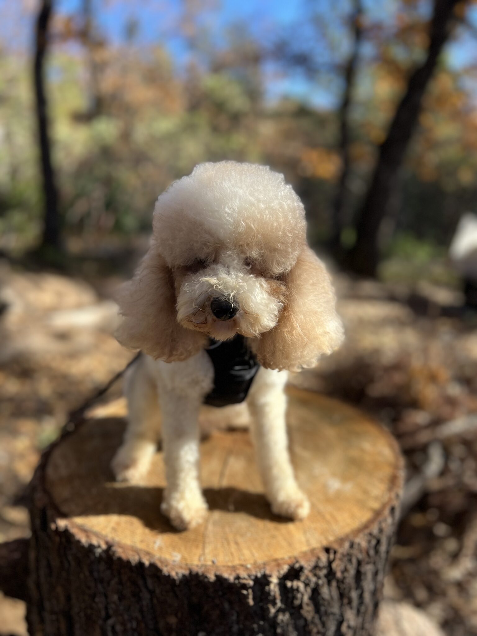 Dogs For Adoption – 1 Love Dog Rescue