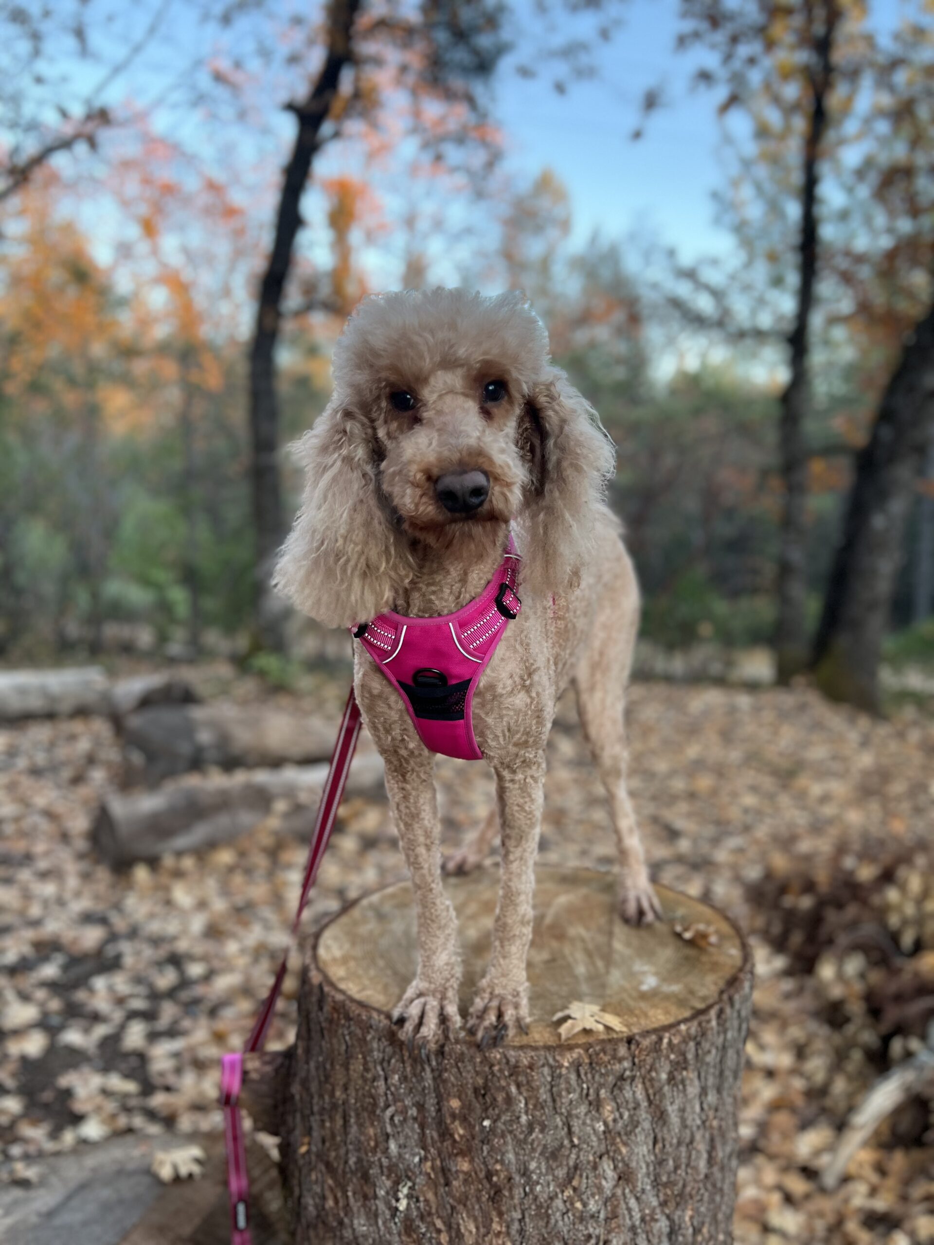 Dogs For Adoption – 1 Love Dog Rescue