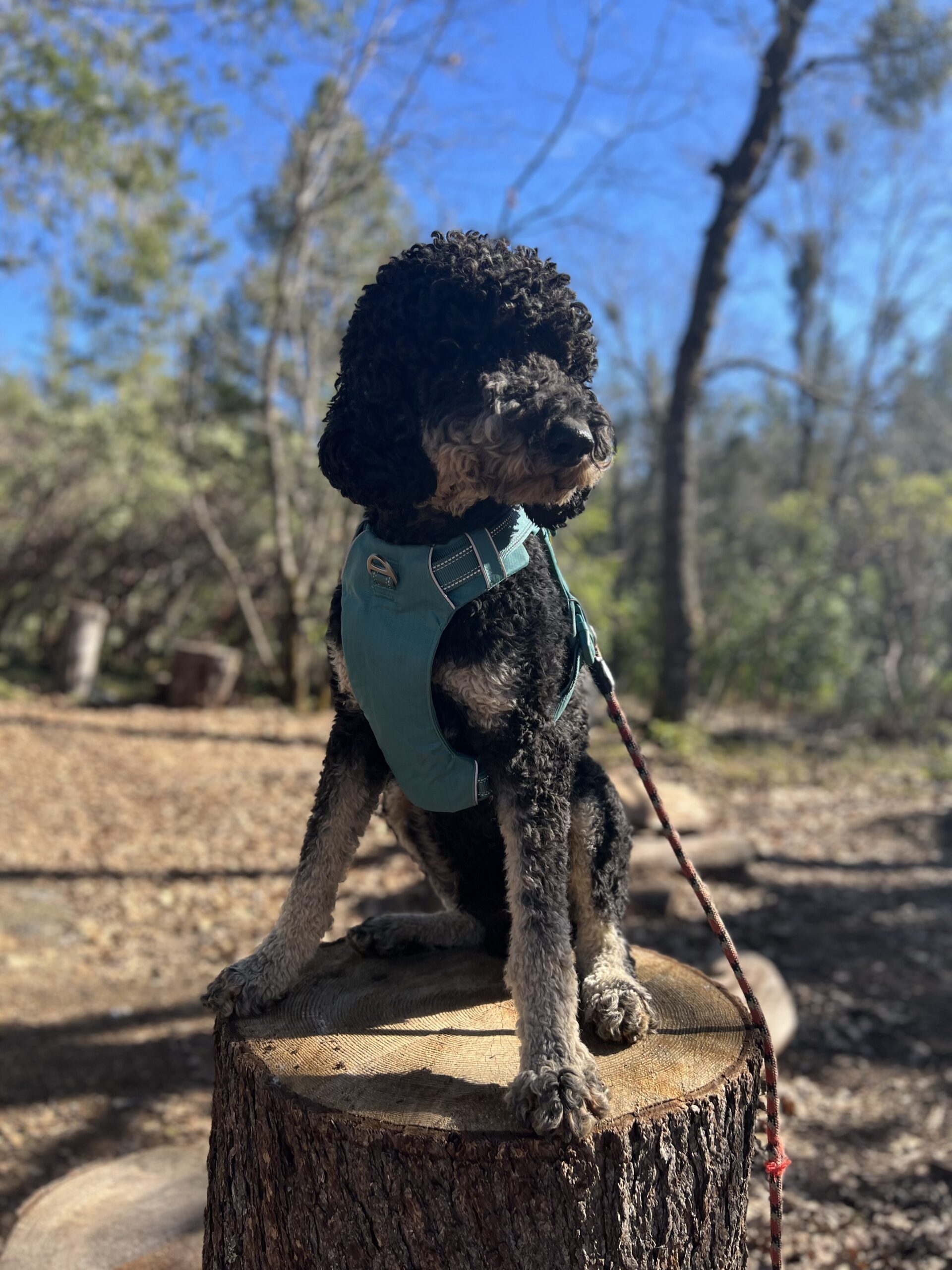 Dogs For Adoption – 1 Love Dog Rescue