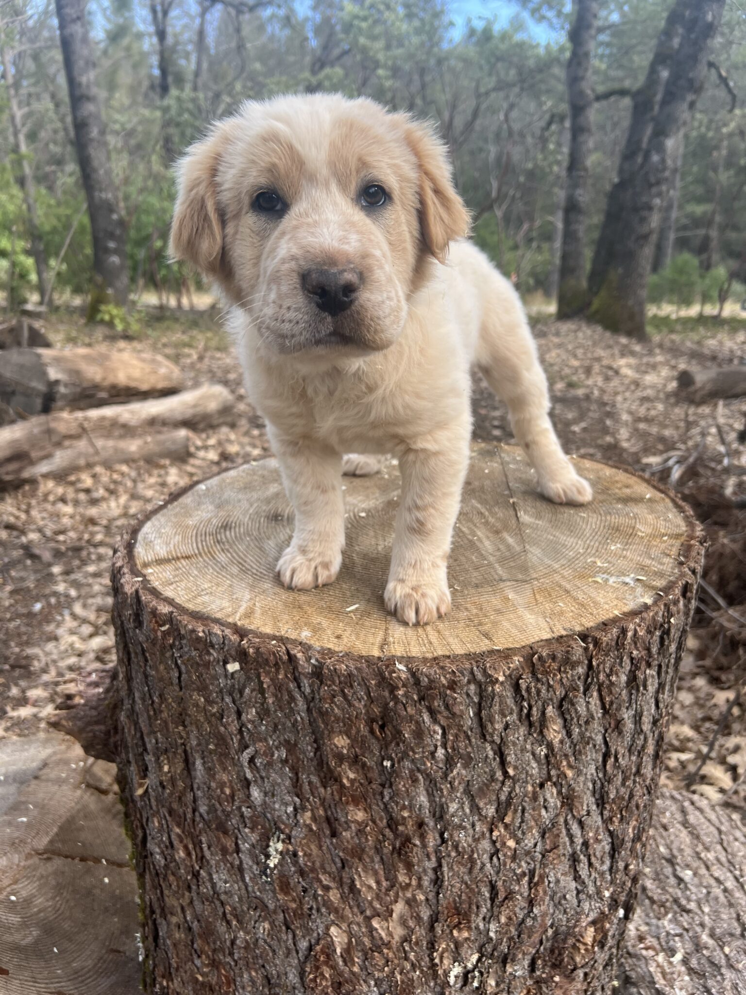 Dogs For Adoption – 1 Love Dog Rescue