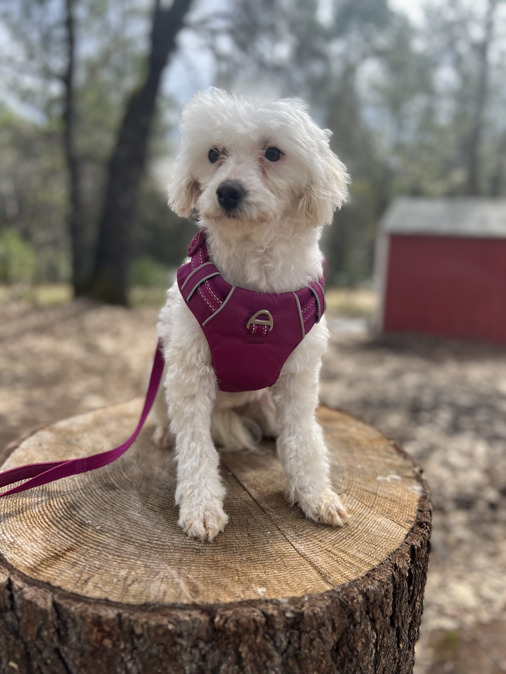 Dogs For Adoption – 1 Love Dog Rescue