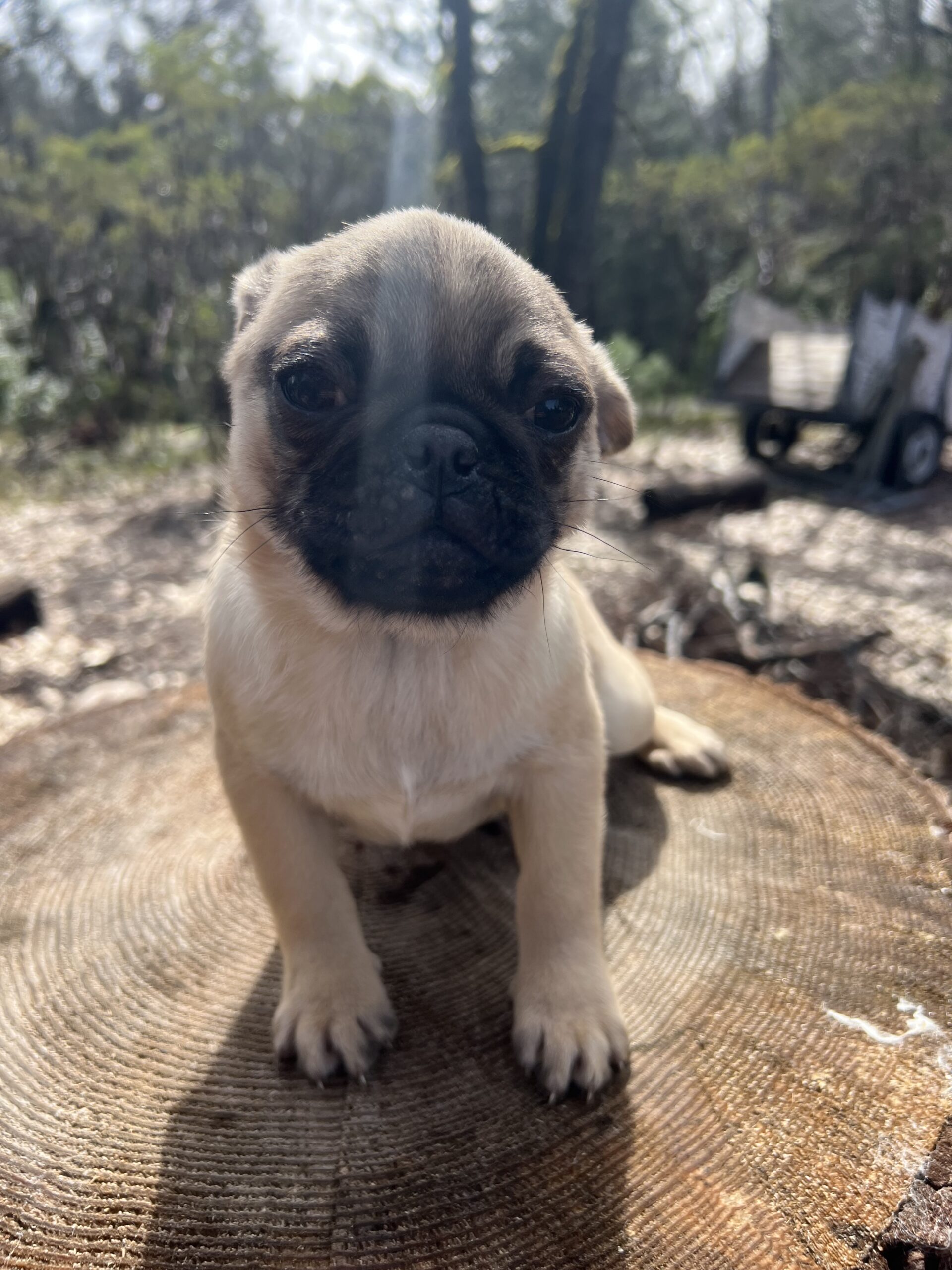 Dogs For Adoption – 1 Love Dog Rescue