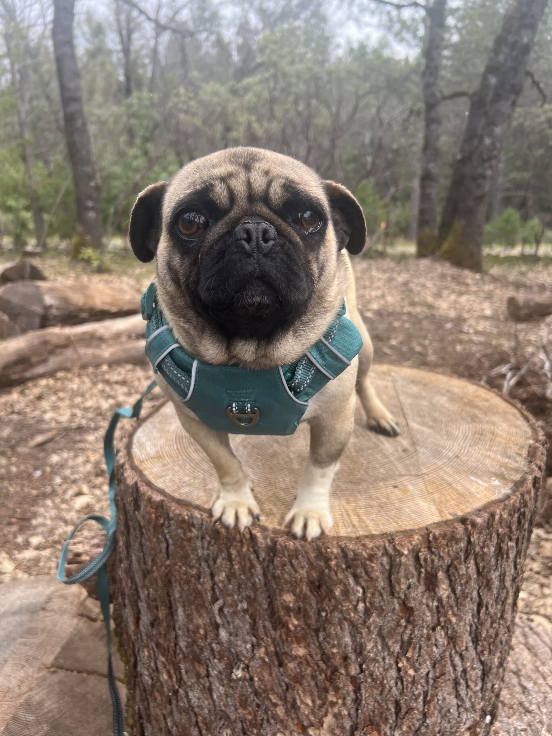 Dogs For Adoption – 1 Love Dog Rescue