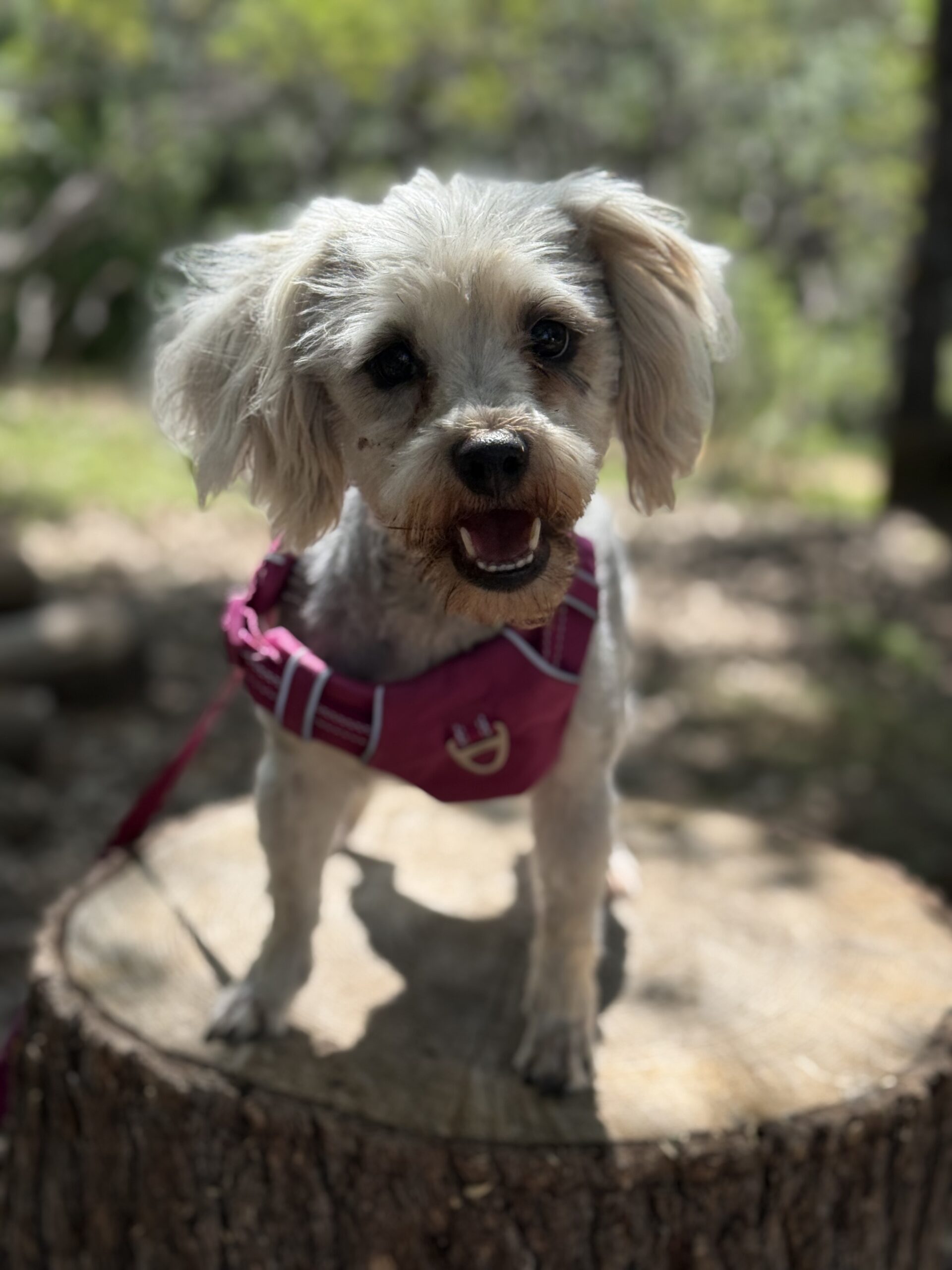 Dogs For Adoption – 1 Love Dog Rescue