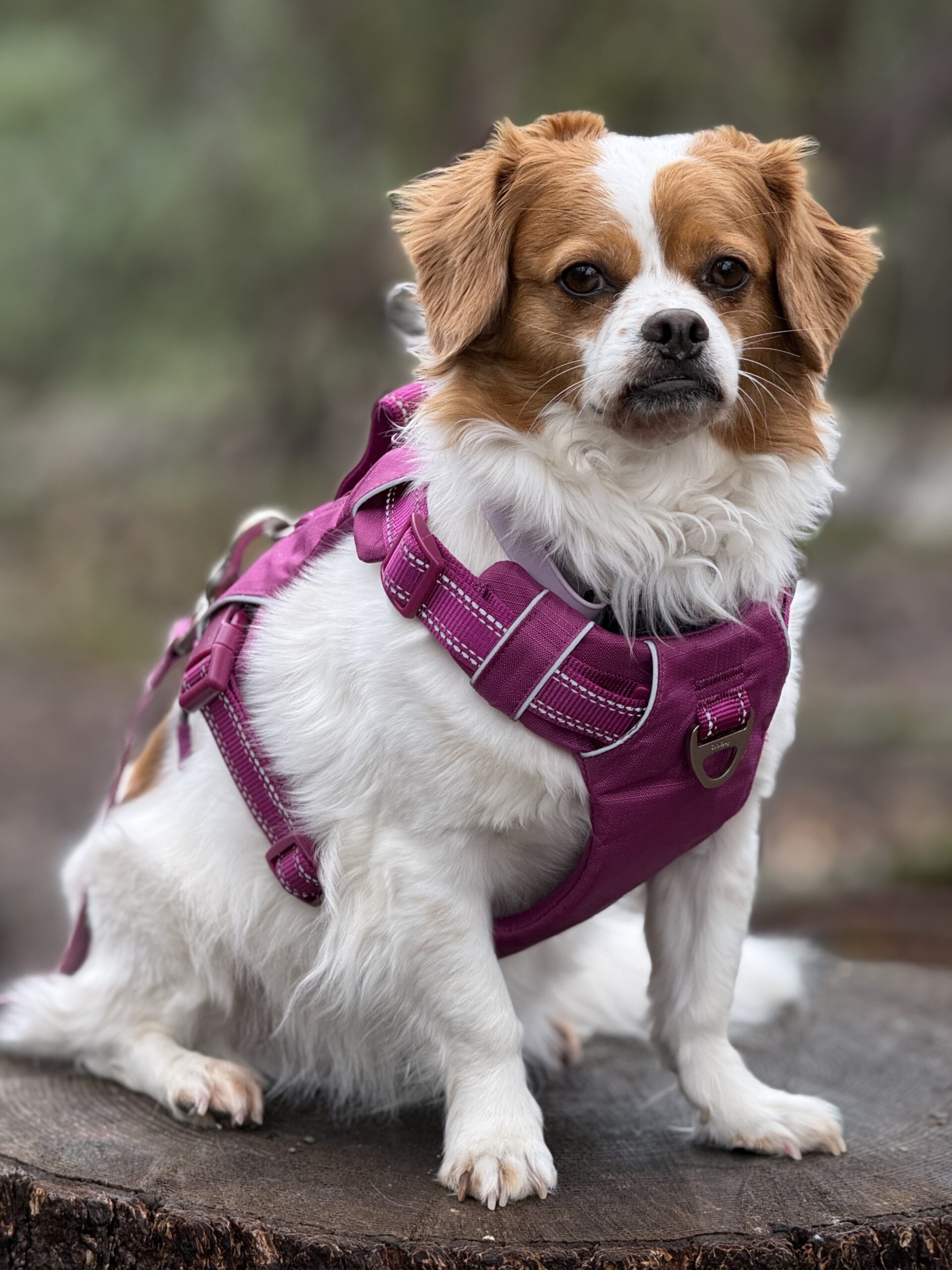 Dogs For Adoption – 1 Love Dog Rescue